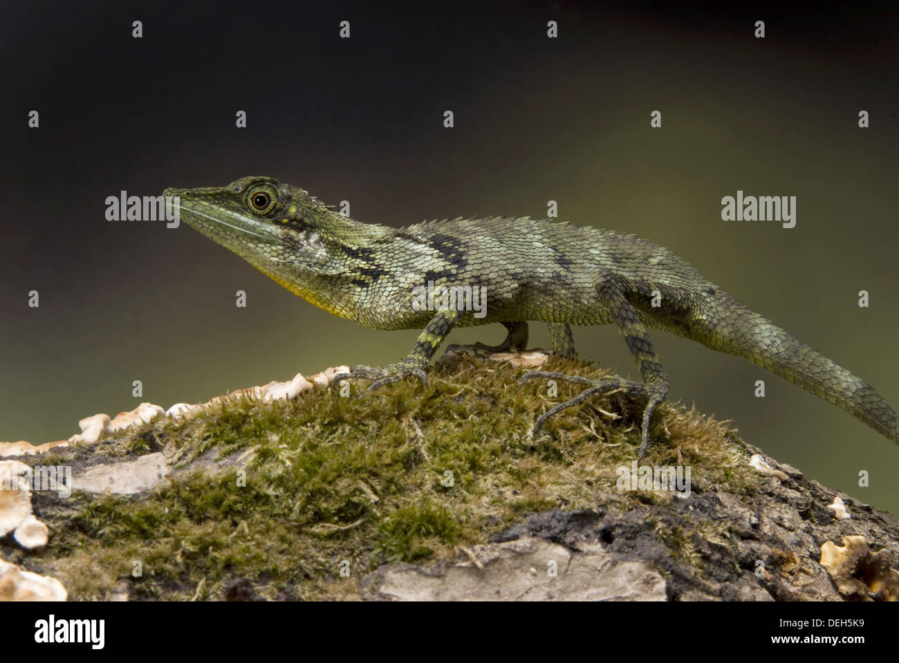 Bronchocela cristatella hi-res stock photography and images - Alamy