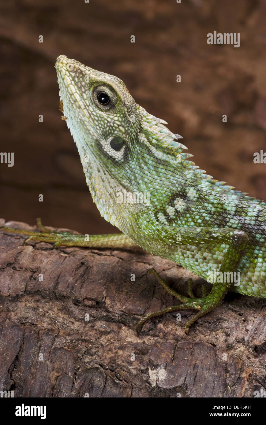 Crested Green Lizards High Resolution Stock Photography and Images - Alamy