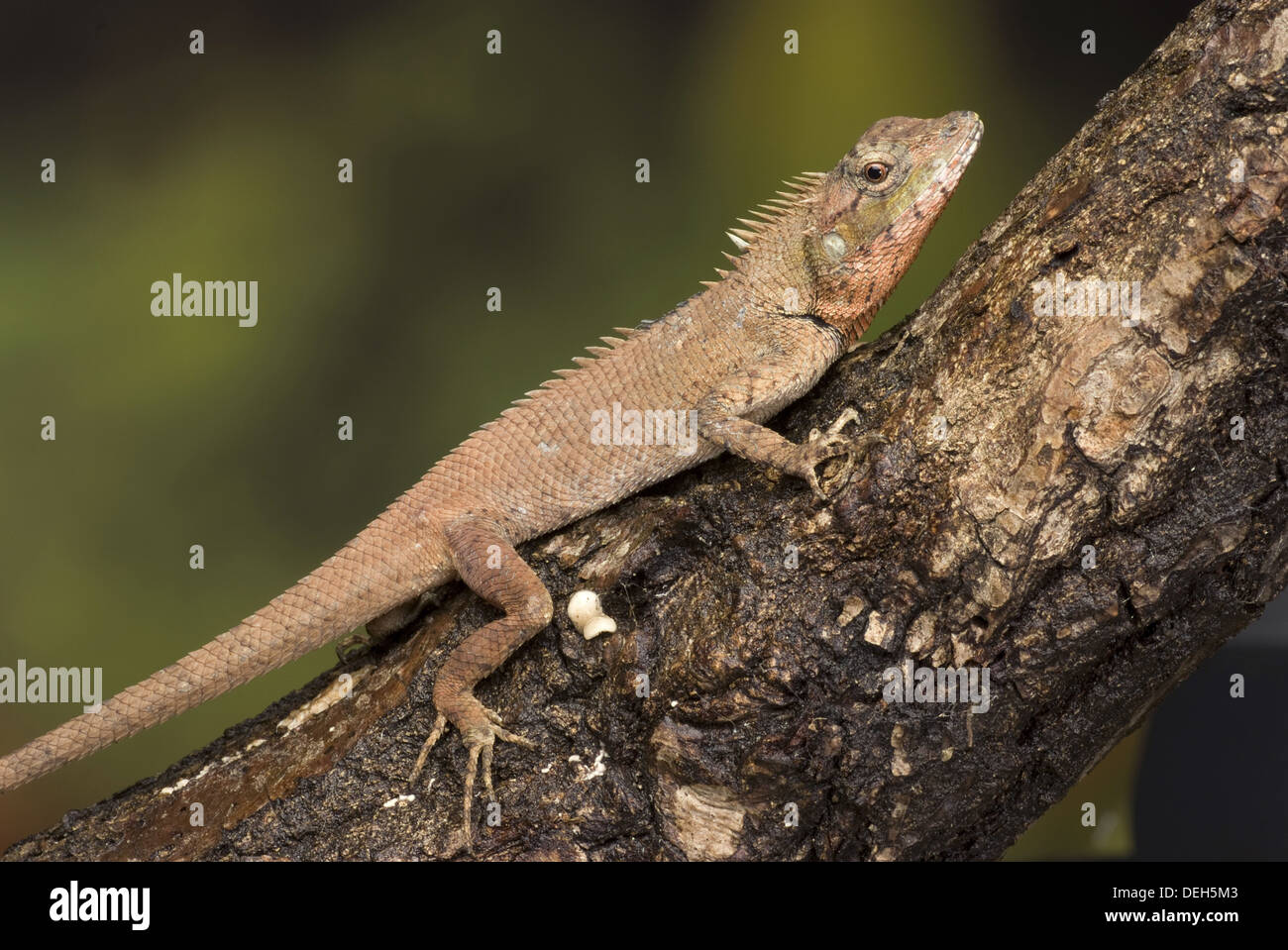 indo-chinese forest lizard, calotes mystaceus Stock Photo - Alamy