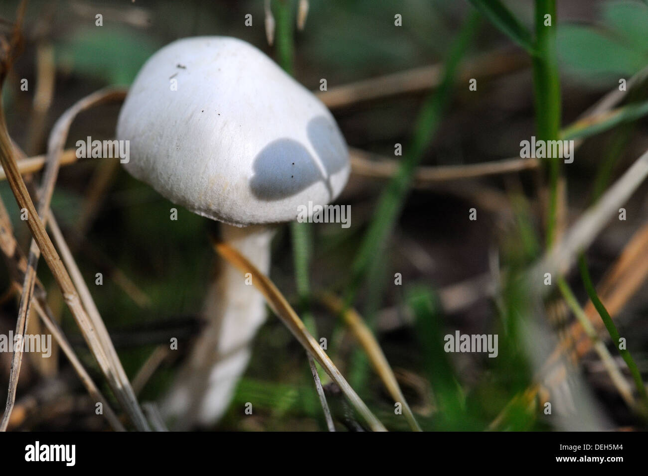 Tiny uneatable mushroom growing in the forest Stock Photo - Alamy