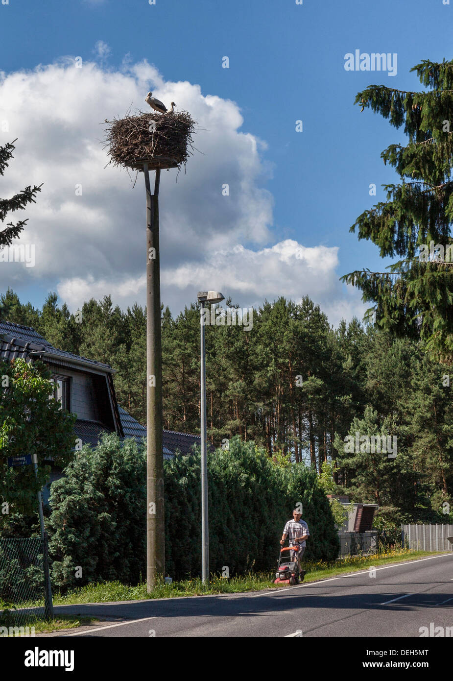 Stork and chick on a nest on a pole while man mows grass beneath ...