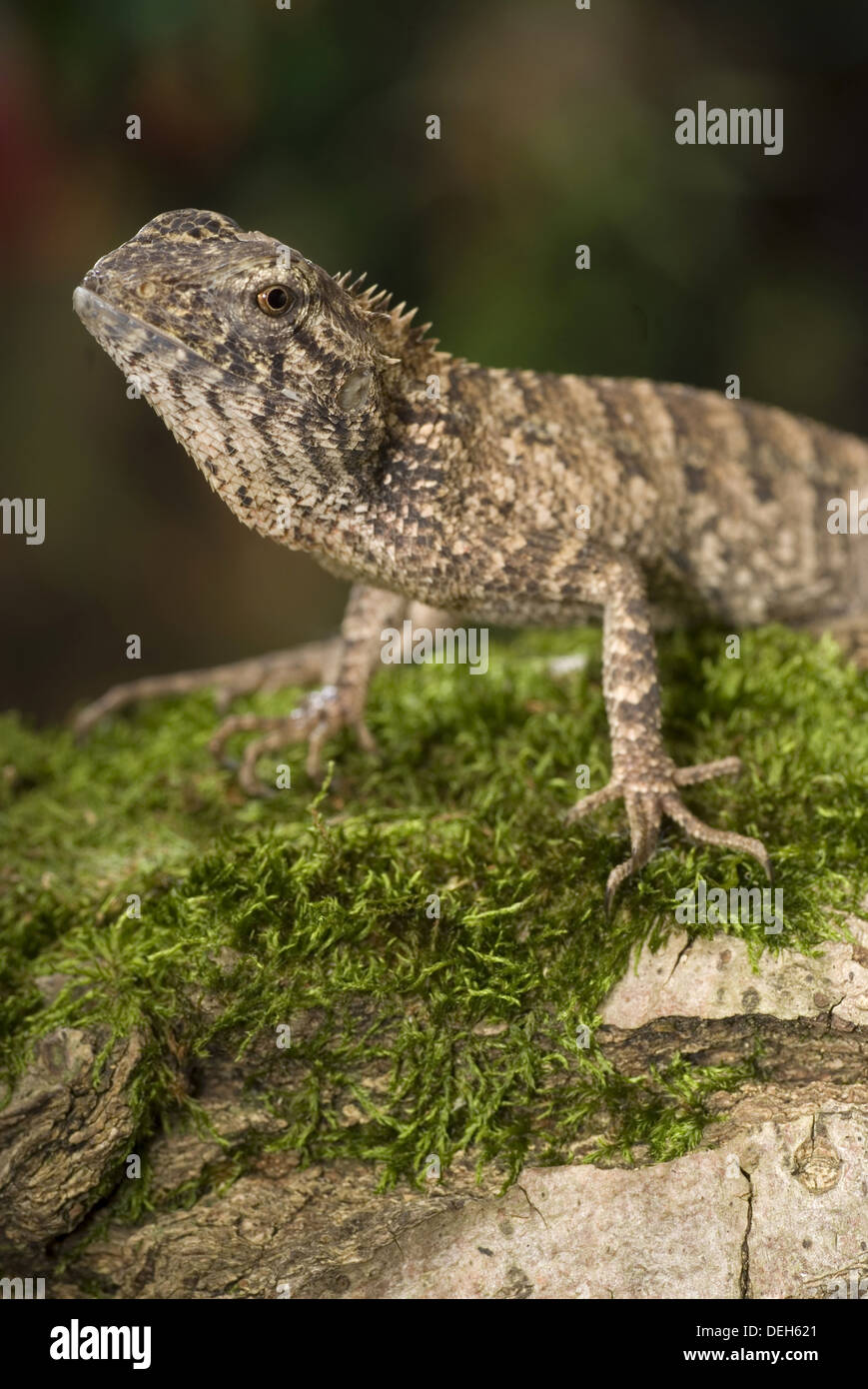 oriental garden lizard, calotes versicolor Stock Photo - Alamy