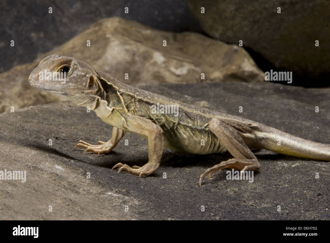 giant butterfly lizard, leiolepis guttata Stock Photo - Alamy
