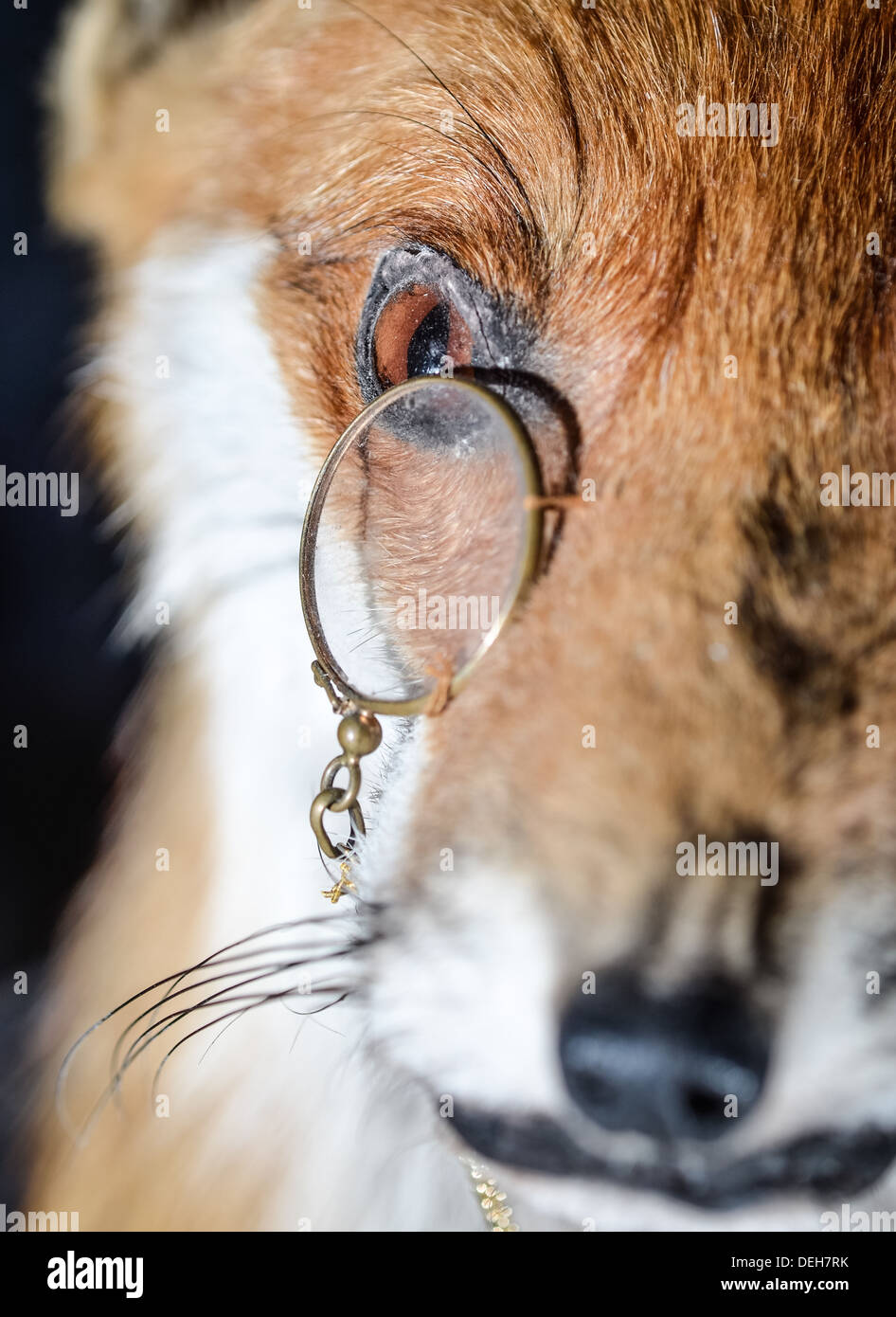 fox with a monocle Stock Photo - Alamy