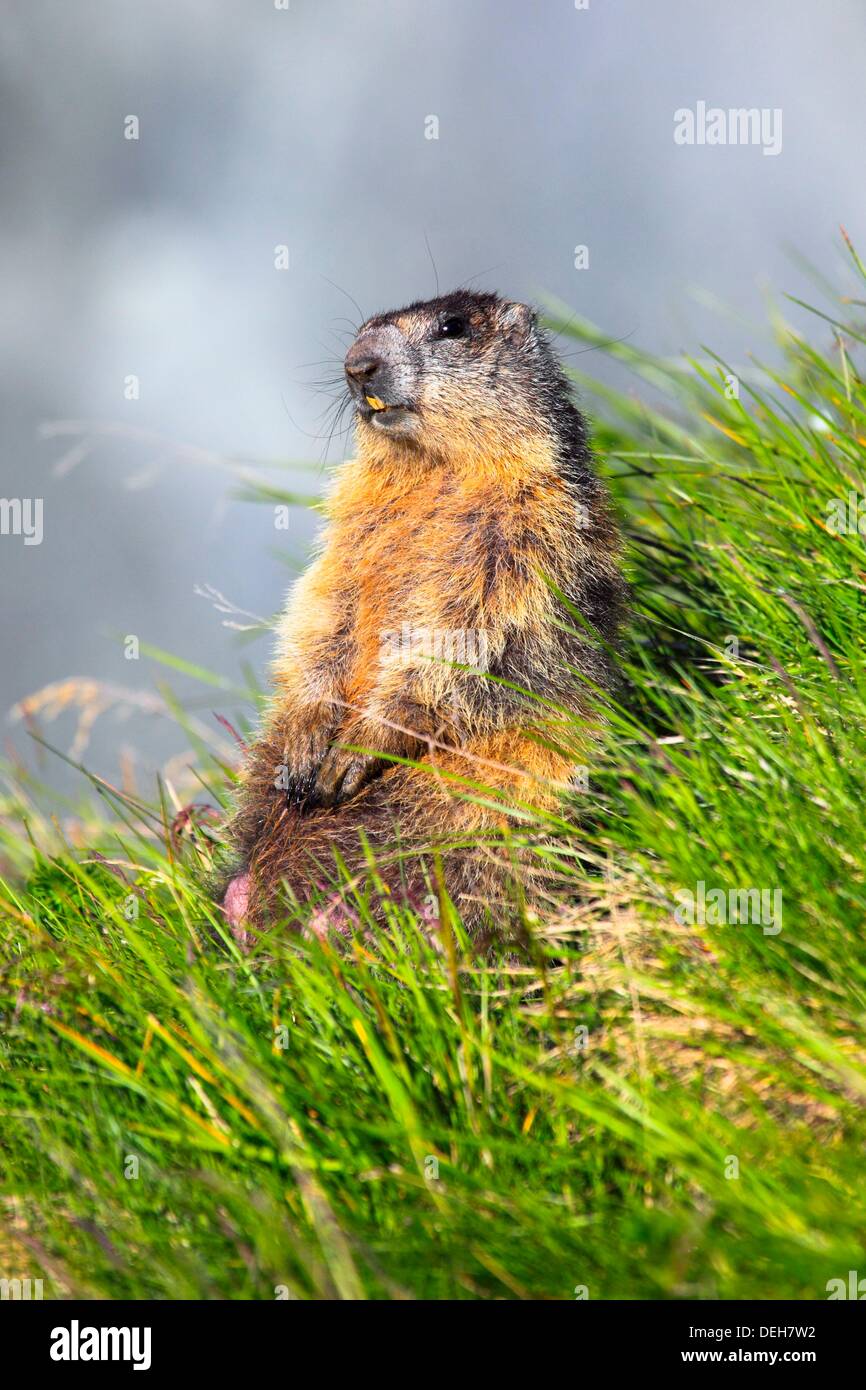 Alpine Marmot, Marmota marmota Stock Photo - Alamy