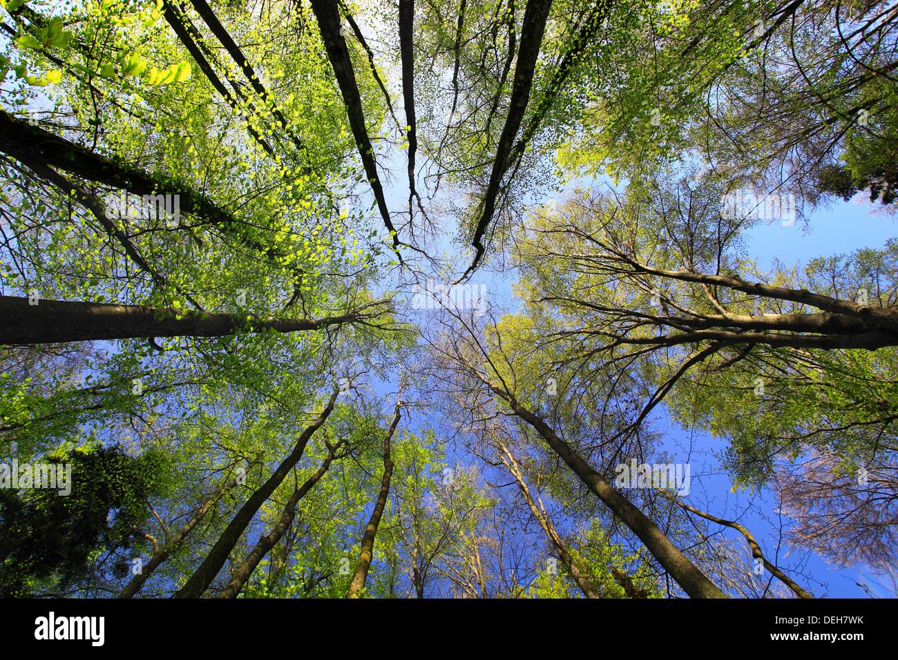 beech tree forest in spring Stock Photo - Alamy
