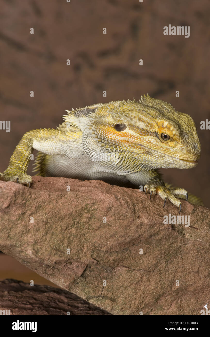 central bearded dragon, pogona vitticeps Stock Photo - Alamy