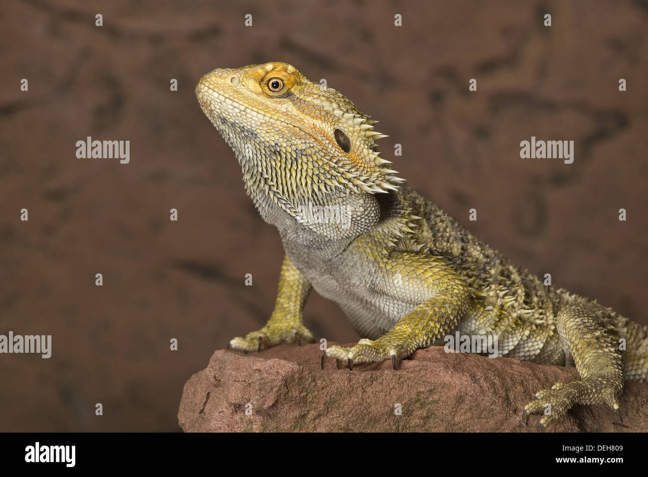 Pogona vitticeps agamid lizard bearded hi-res stock photography and ...