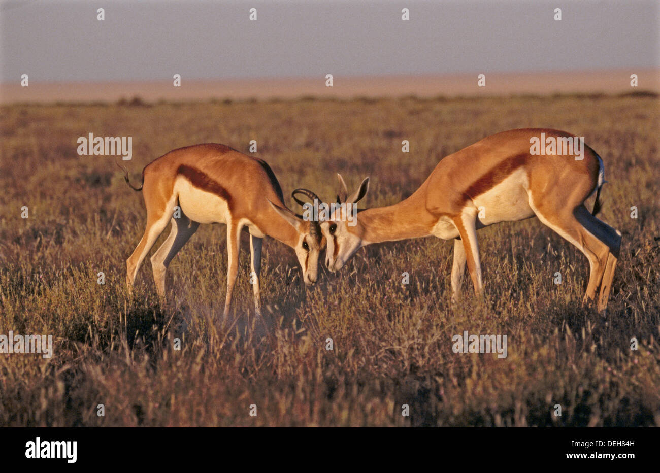 Springbok Mating High Resolution Stock Photography and Images - Alamy