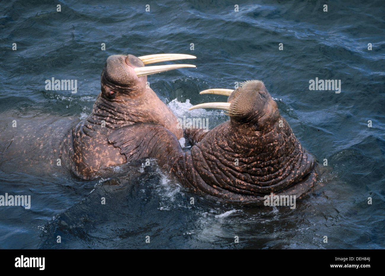 Walrus tusk mouth hi-res stock photography and images - Alamy
