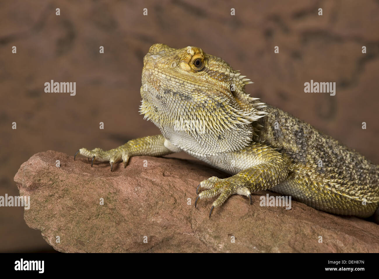 Pogona vitticeps agamid lizard bearded hi-res stock photography and ...
