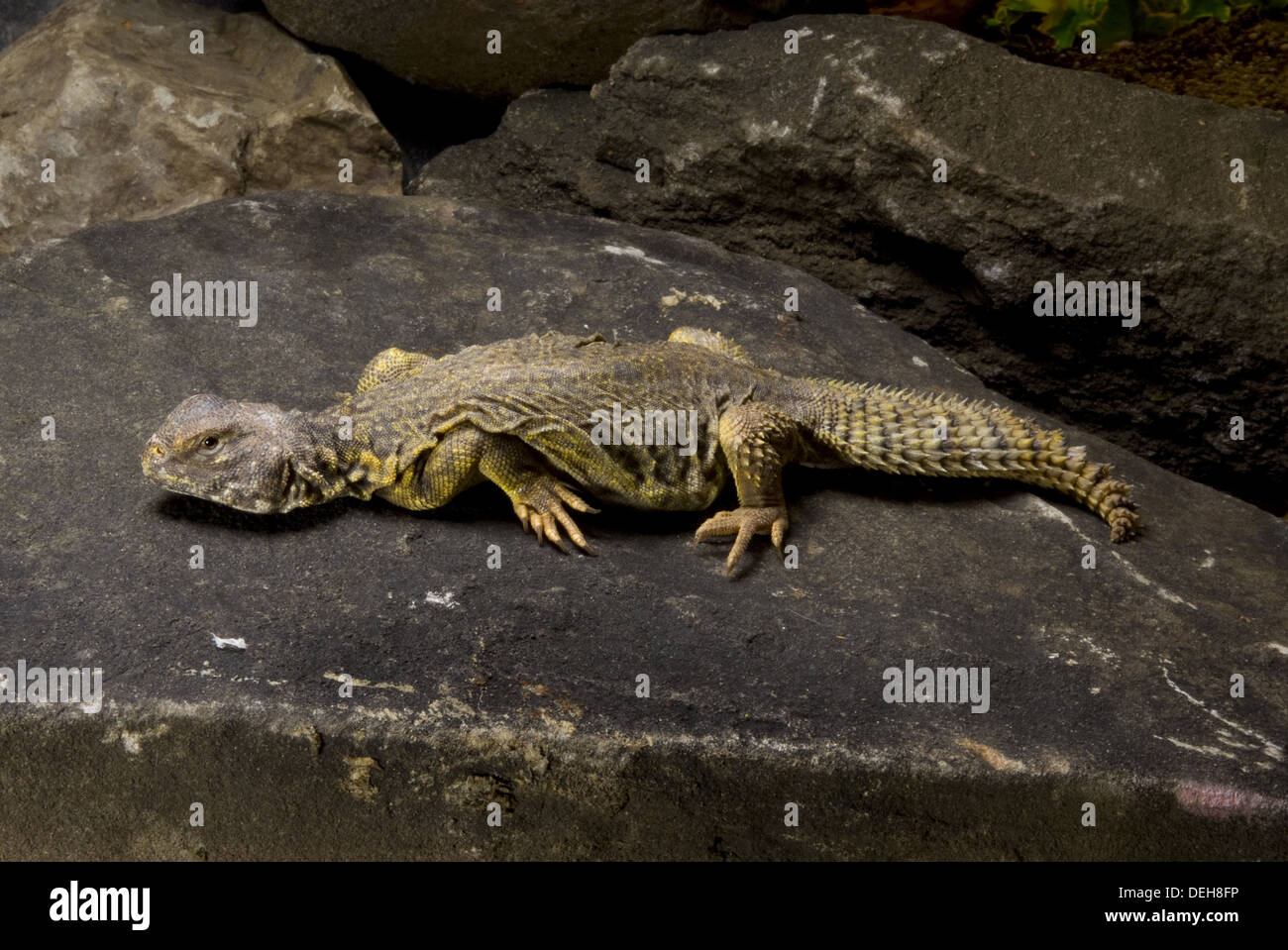 sudan mastigure, uromastyx dispar Stock Photo - Alamy