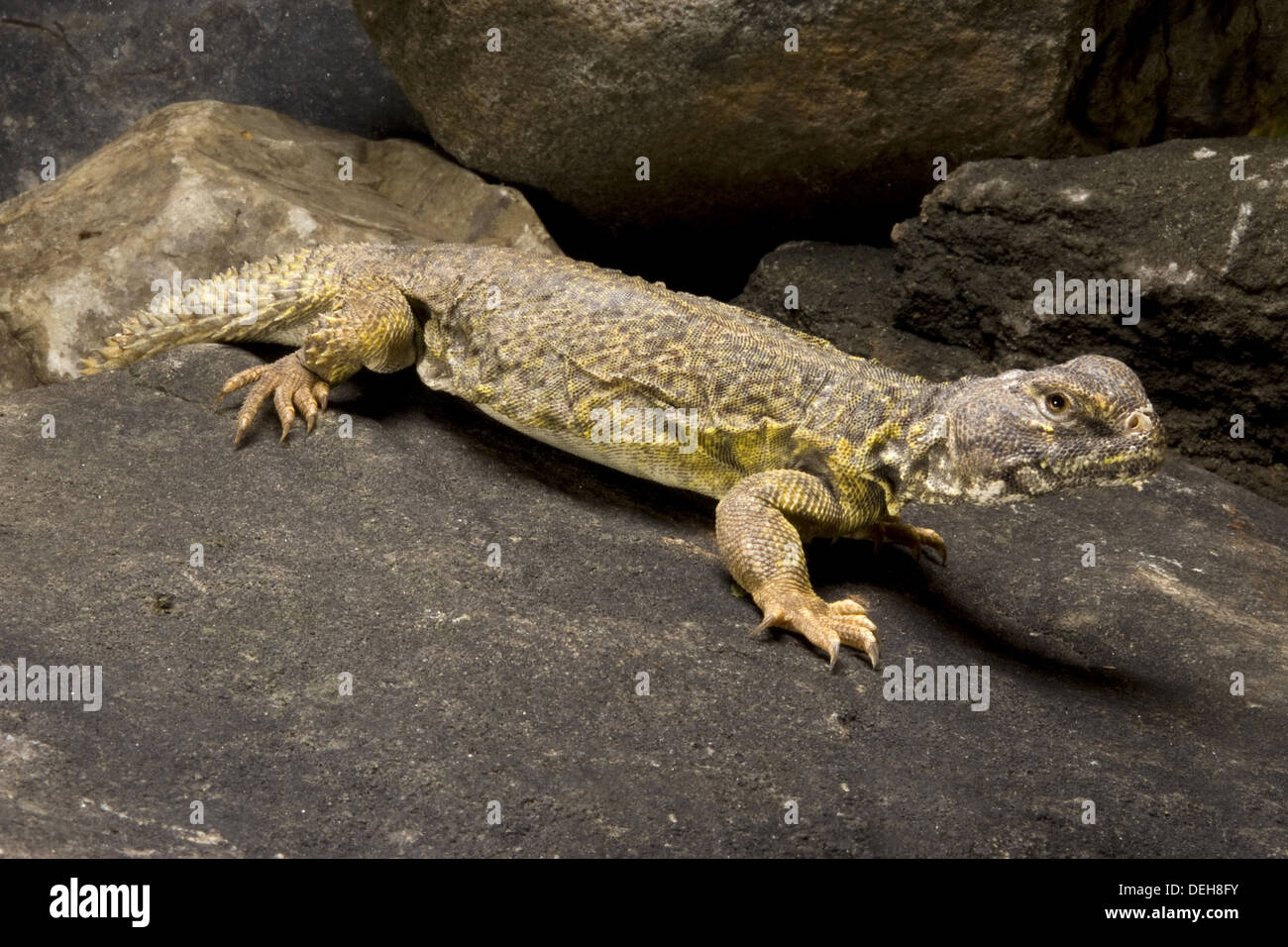 Uromastyx hi-res stock photography and images - Alamy