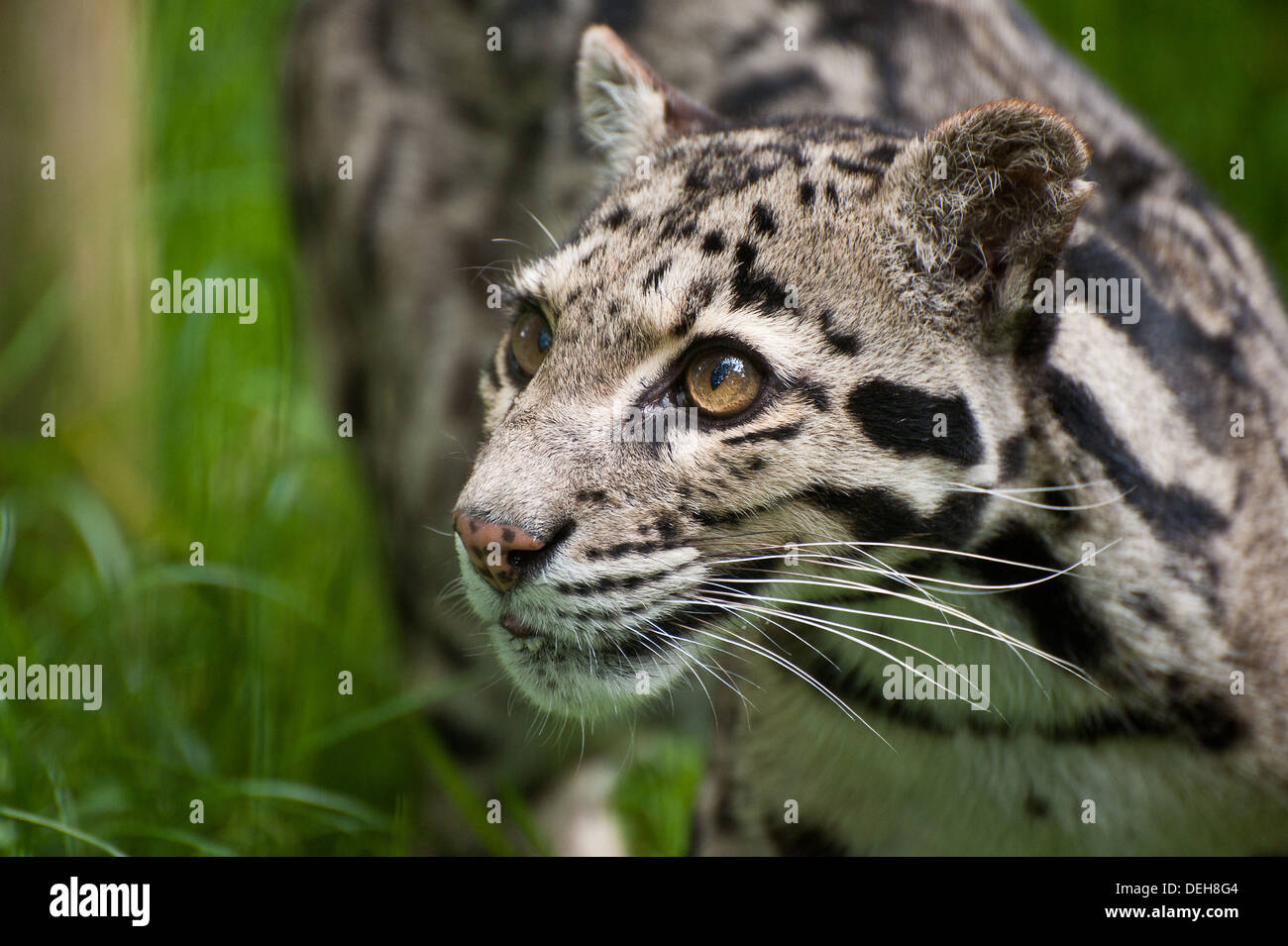 Clouded leopard Neofelis Nebulova big cat in captivity Stock Photo - Alamy