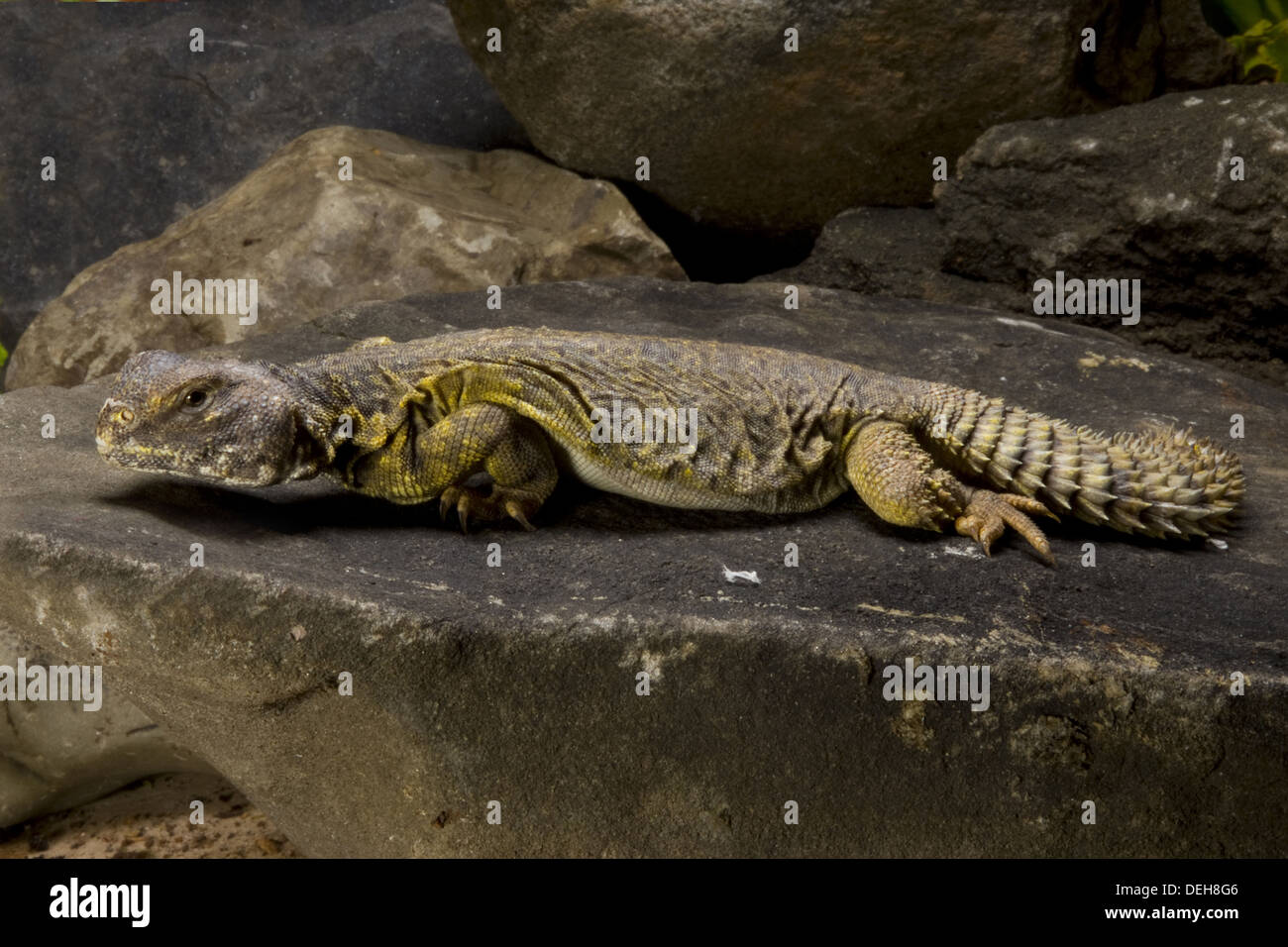 sudan mastigure, uromastyx dispar Stock Photo - Alamy