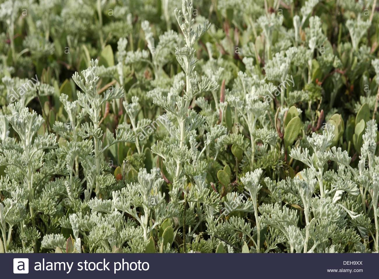 Wormseed High Resolution Stock Photography and Images - Alamy