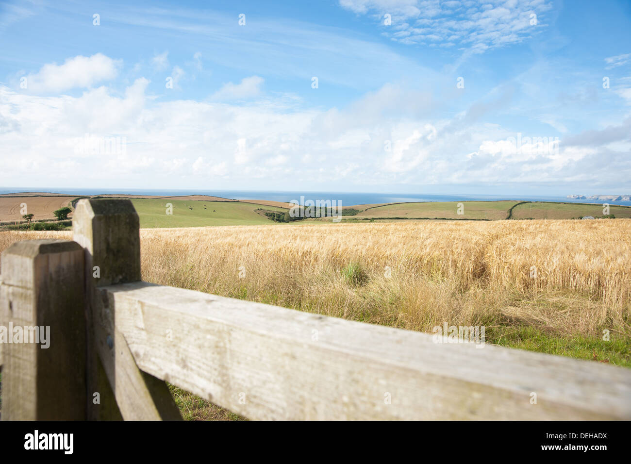 English countryside,barley crop growing Stock Photo - Alamy