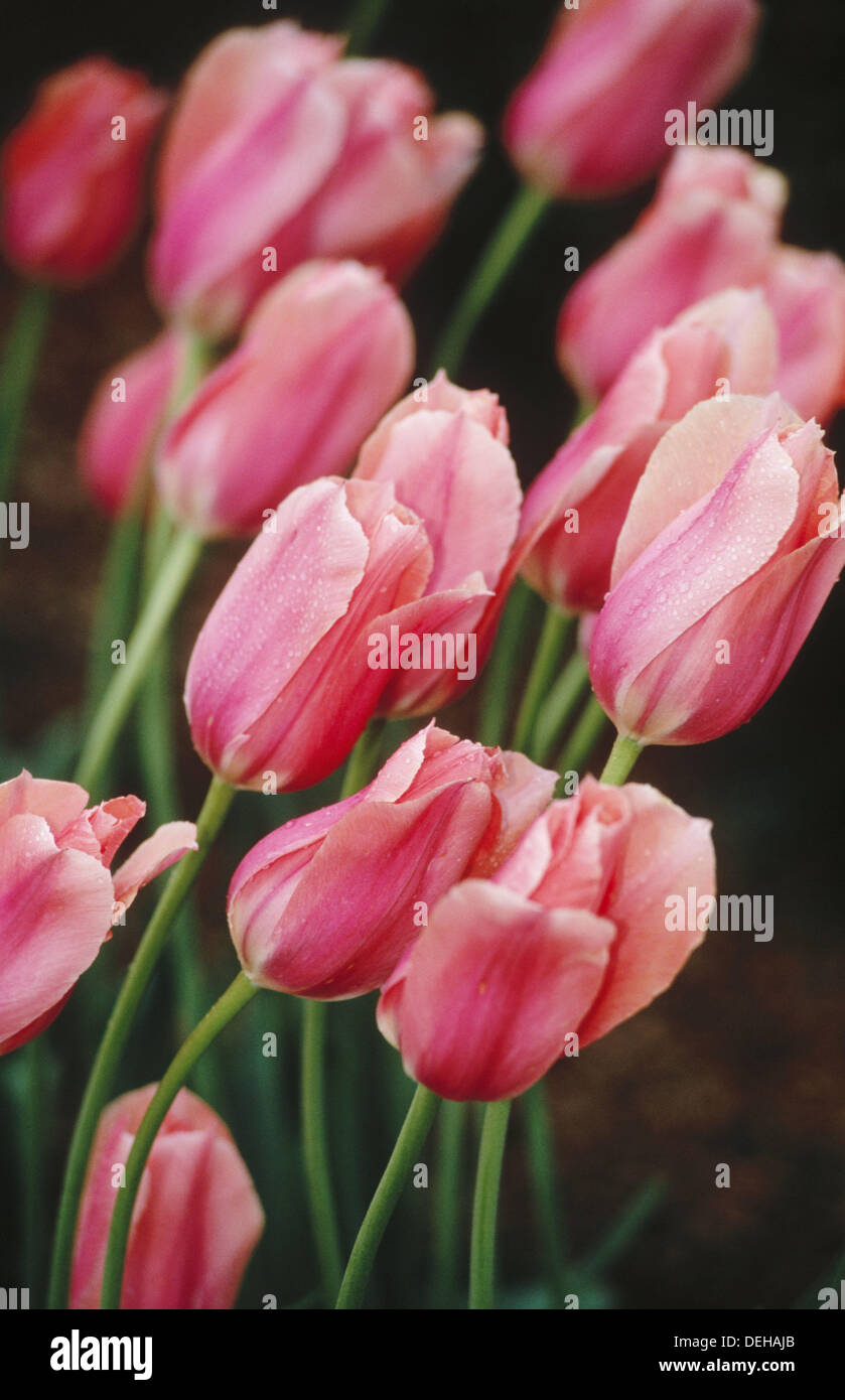 Queen lily hi-res stock photography and images - Alamy