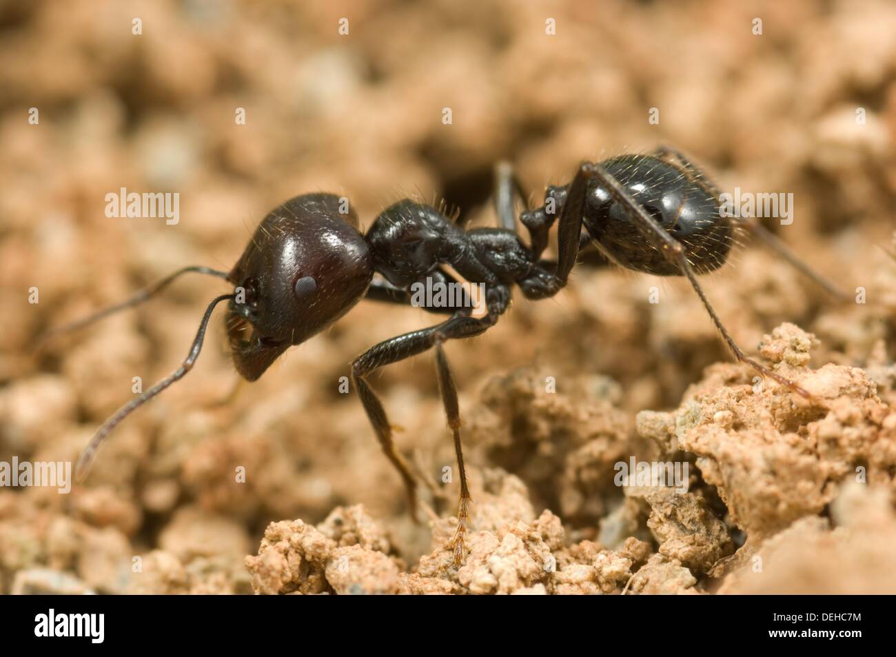 Ant pushing hi-res stock photography and images - Alamy