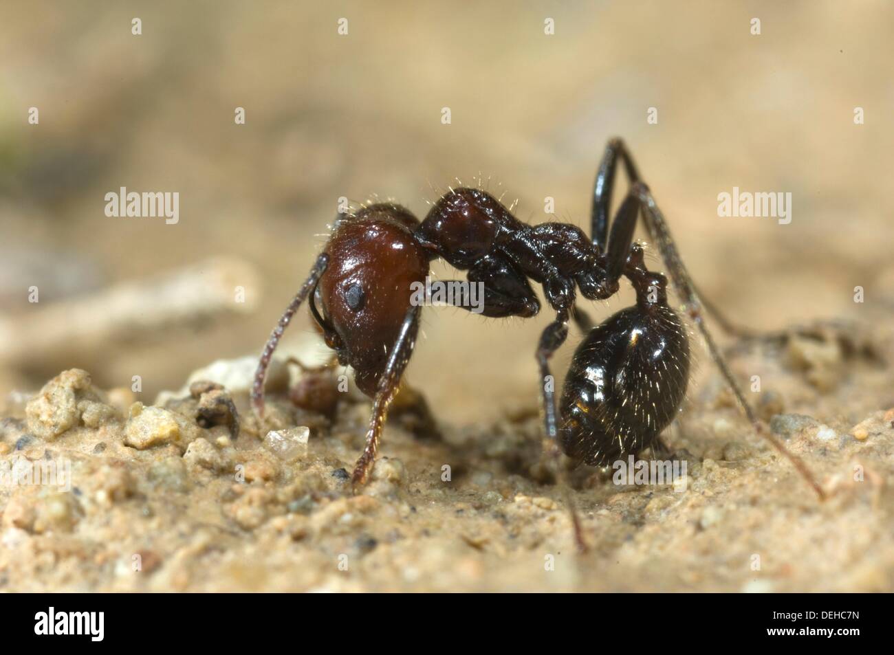 Soldier Messor barbarus coming out of the nest during the sexual swarm ...