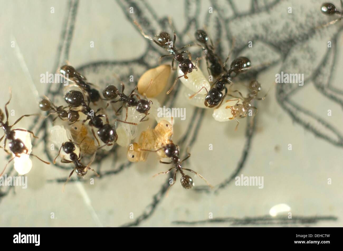 Queen of messor barbarus hi-res stock photography and images - Alamy