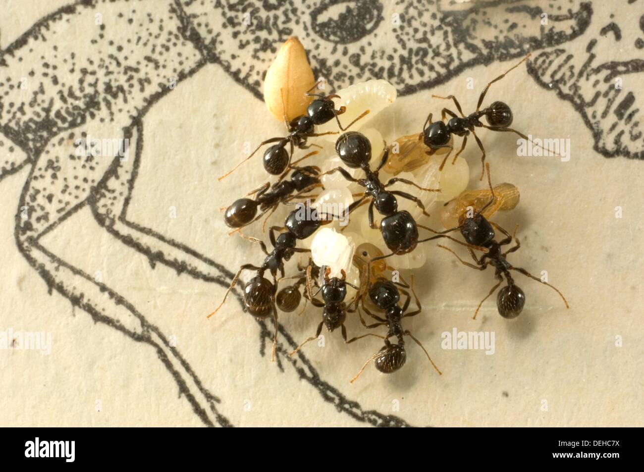 Life cycle ant hi-res stock photography and images - Alamy