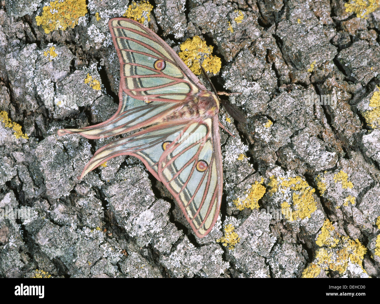 Night butterfly (Graellsia isabellae), endemic, protected. Baella ...