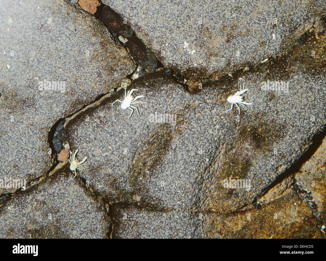 Blind albino crabs hi-res stock photography and images - Alamy