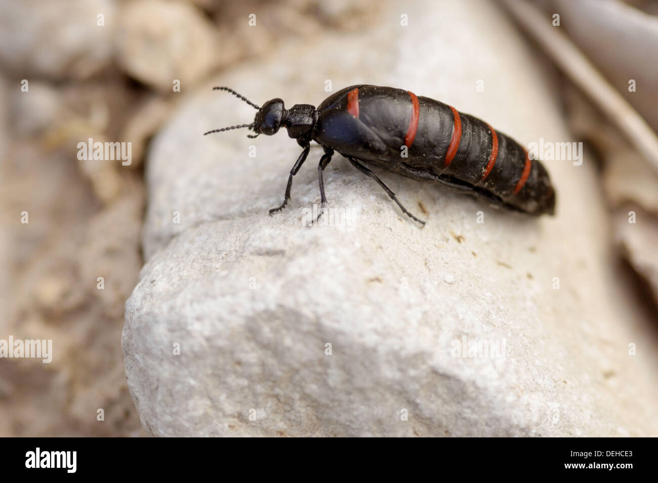 Oil Beetle (Meloe majalis) Spain. (Spanish name : Aceitera Stock Photo ...