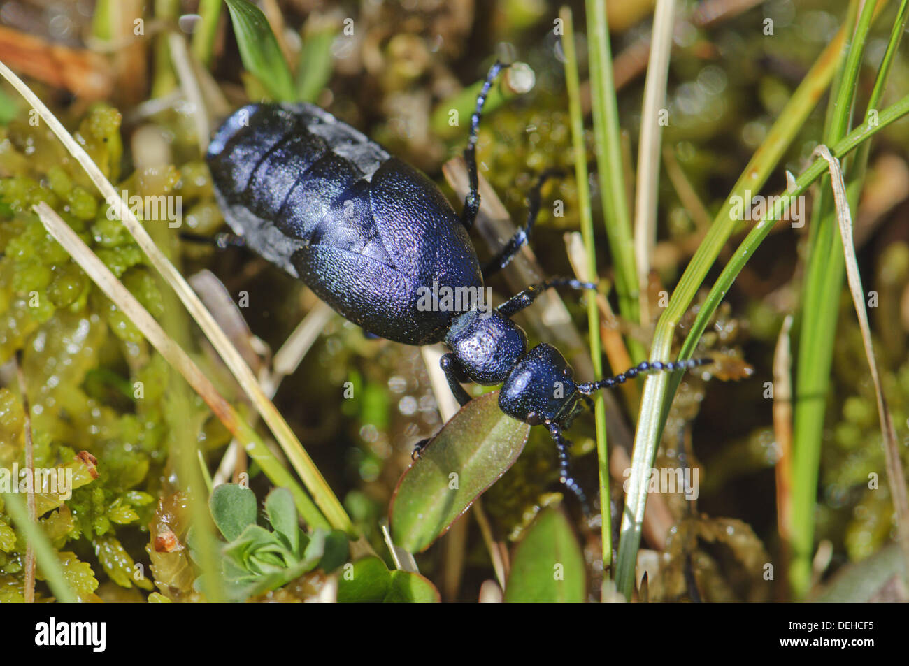 Violet oil beetles hi-res stock photography and images - Alamy