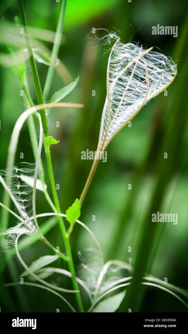 Seed dispersal rosebay willowherb High Resolution Stock Photography and ...