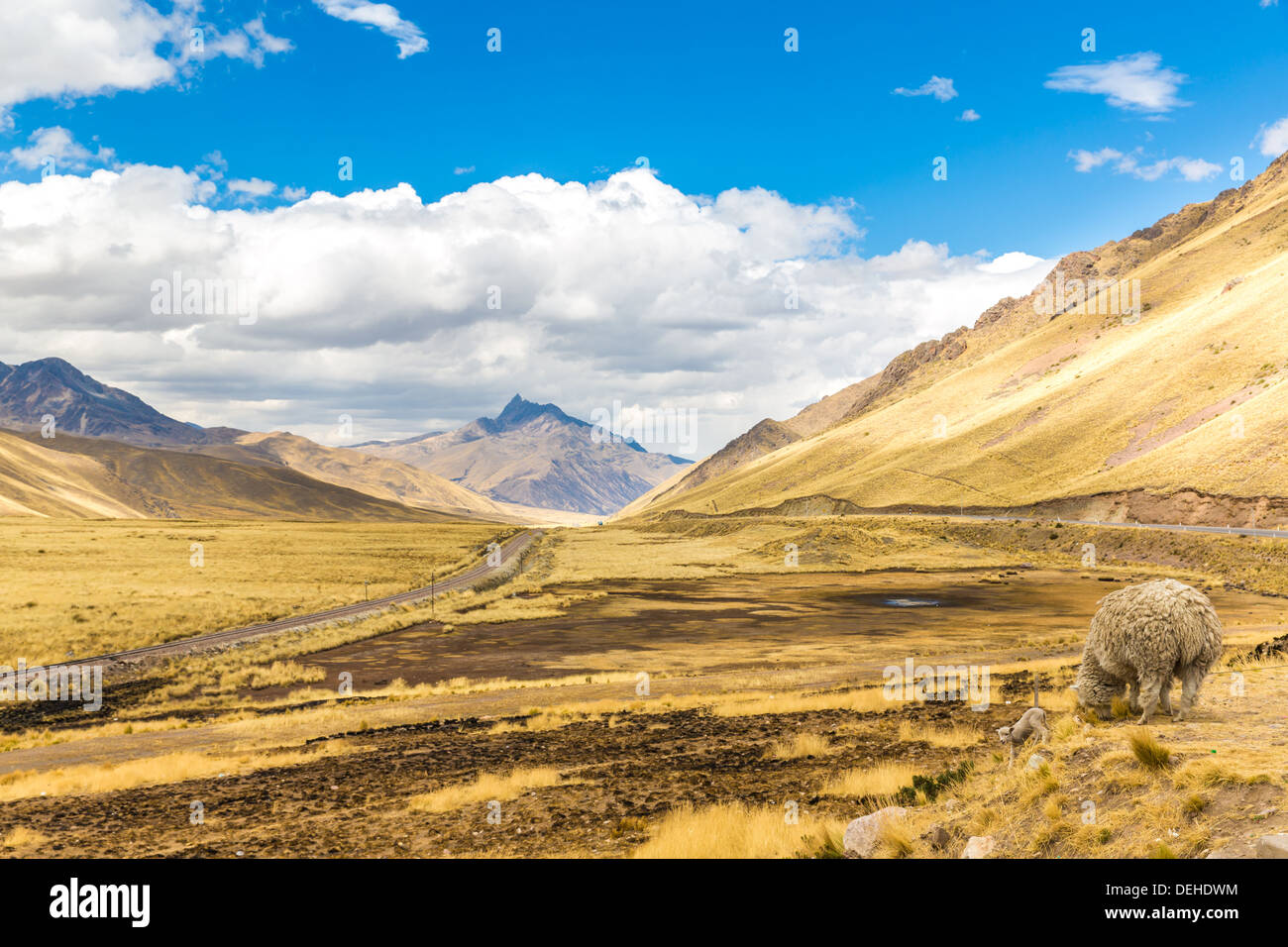 Incas peru alpaca hi-res stock photography and images - Alamy