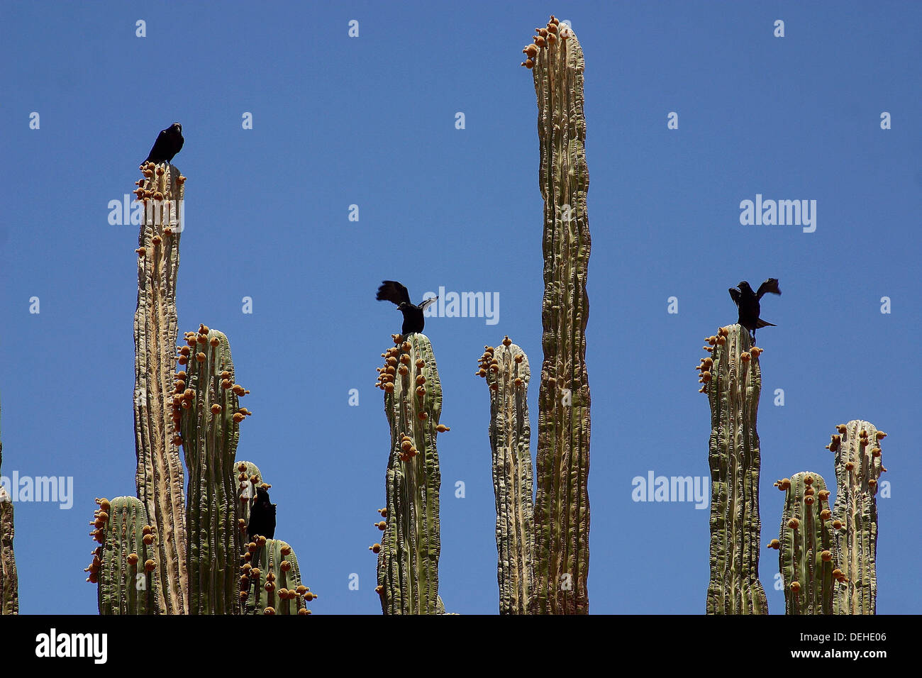 Desert ravens hi-res stock photography and images - Alamy