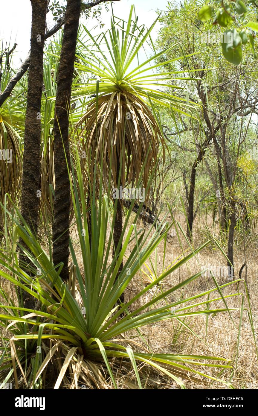 Pandanus northern territory hi-res stock photography and images - Alamy