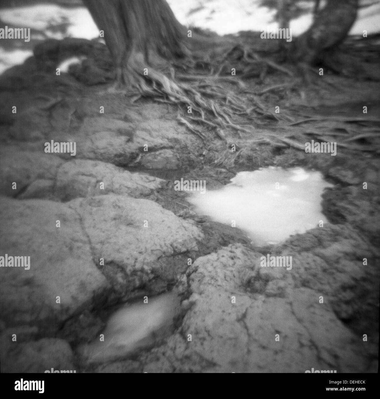 Snake tree roots hi-res stock photography and images - Alamy