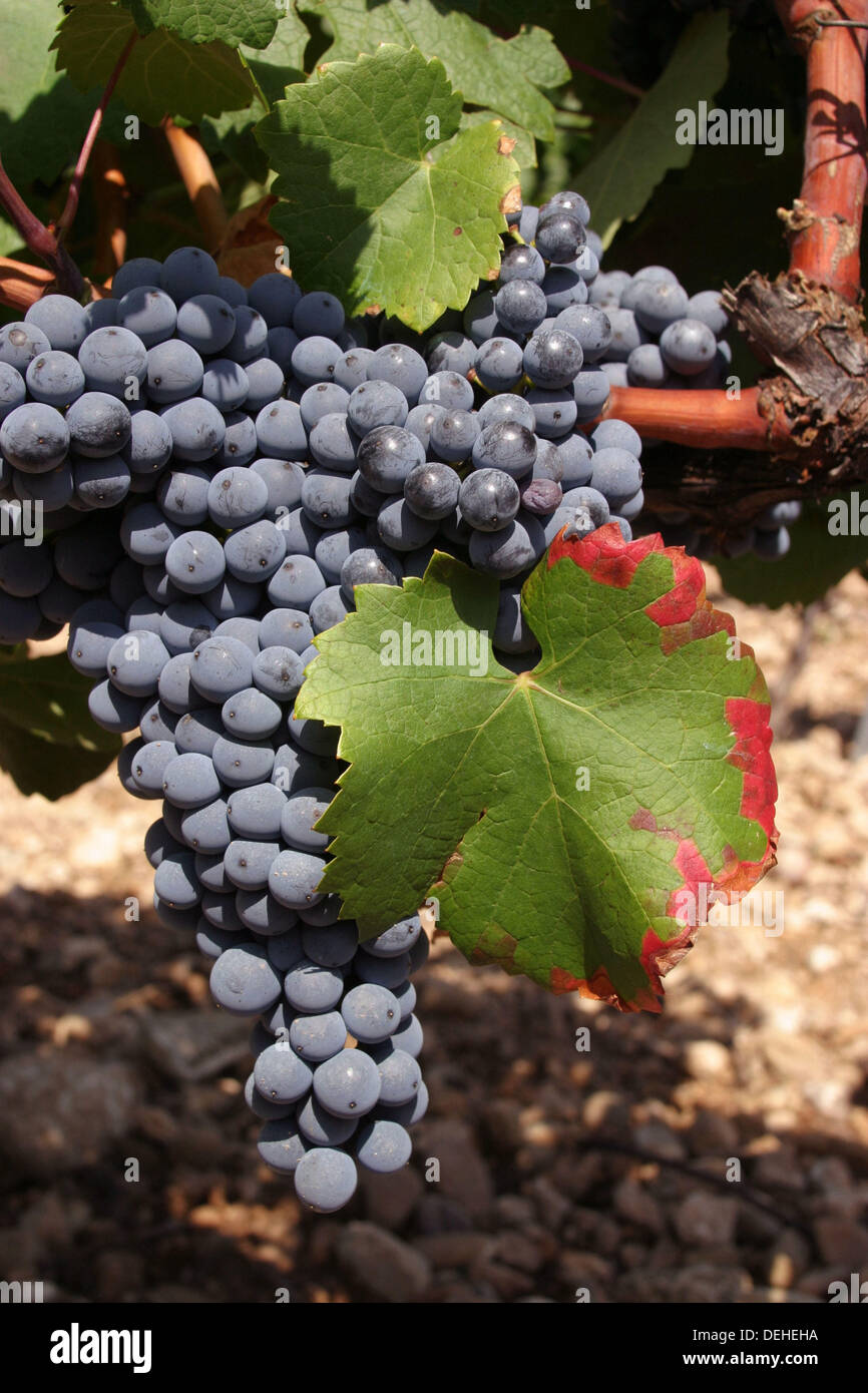 Graciano grape hi-res stock photography and images - Alamy