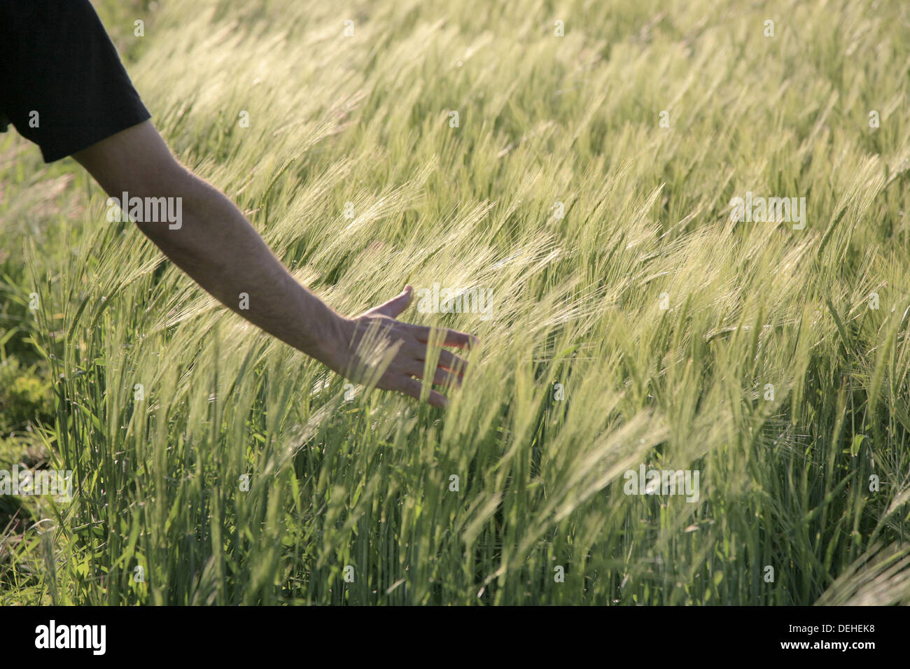 Barley Barn High Resolution Stock Photography and Images - Alamy