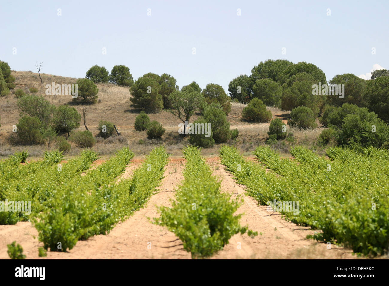 Toro Wine Region High Resolution Stock Photography and Images - Alamy