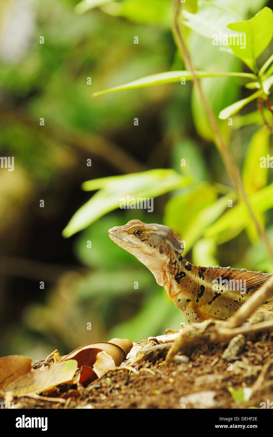 Basiliscus hi-res stock photography and images - Alamy