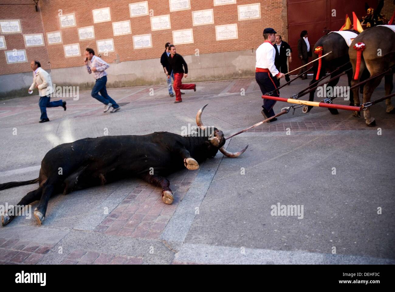 Dead bull hi-res stock photography and images - Alamy