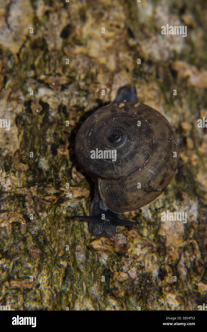 Shell bark hi-res stock photography and images - Alamy