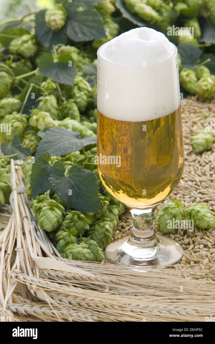 Beer bitter plant ale hi-res stock photography and images - Alamy