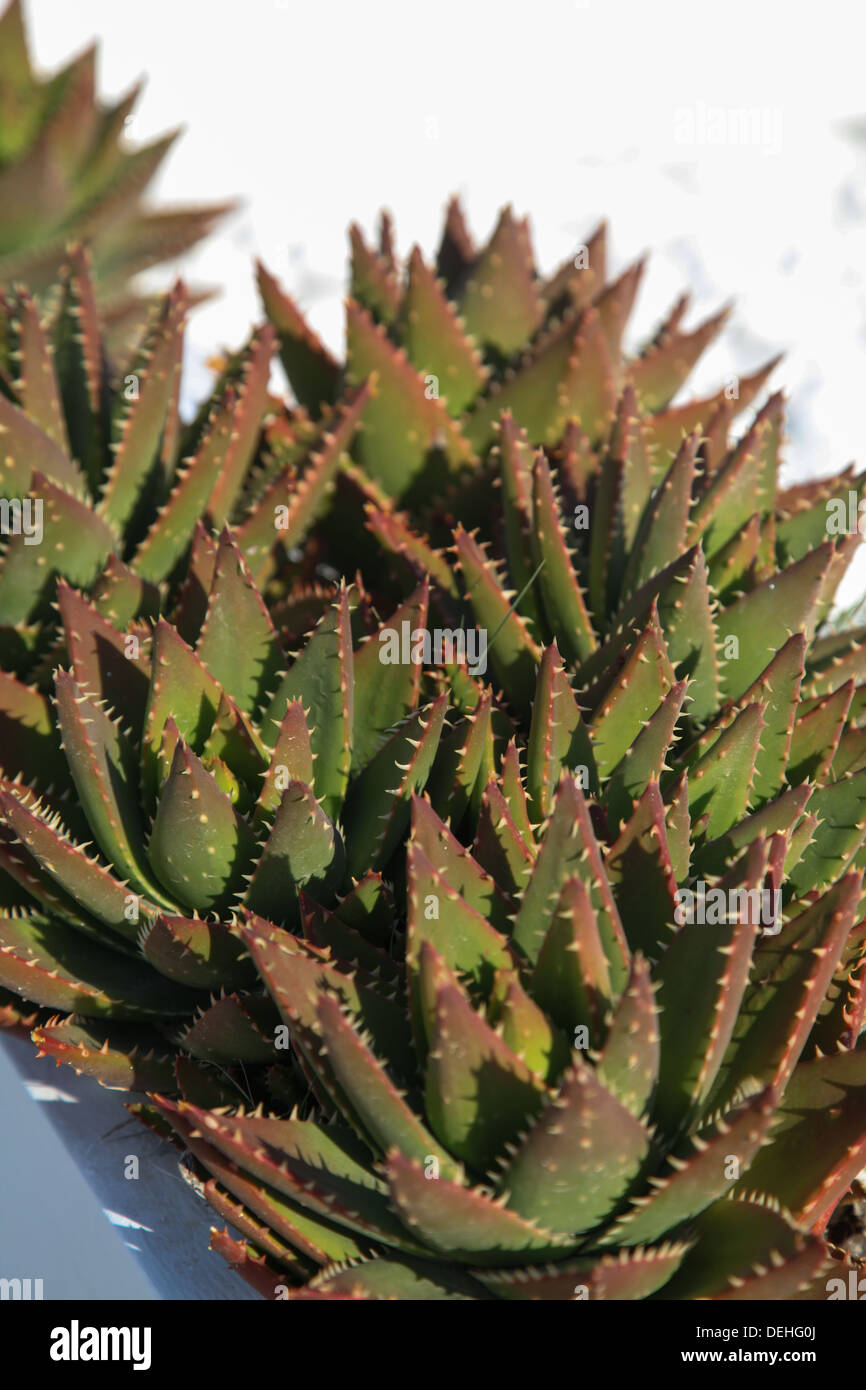 Cactus is a symbol hi-res stock photography and images - Alamy