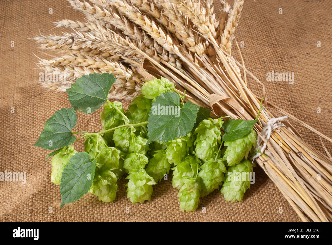 raw material for beer production Stock Photo - Alamy