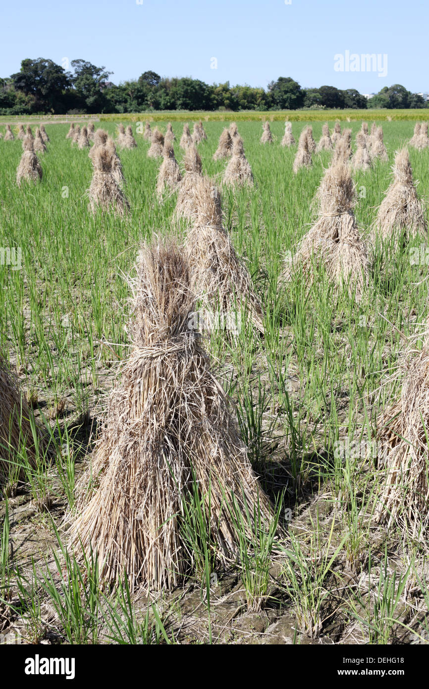 Rice straw china farmer hi-res stock photography and images - Alamy