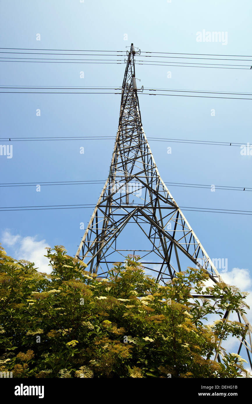 Electricity Pylon above trees Stock Photo - Alamy