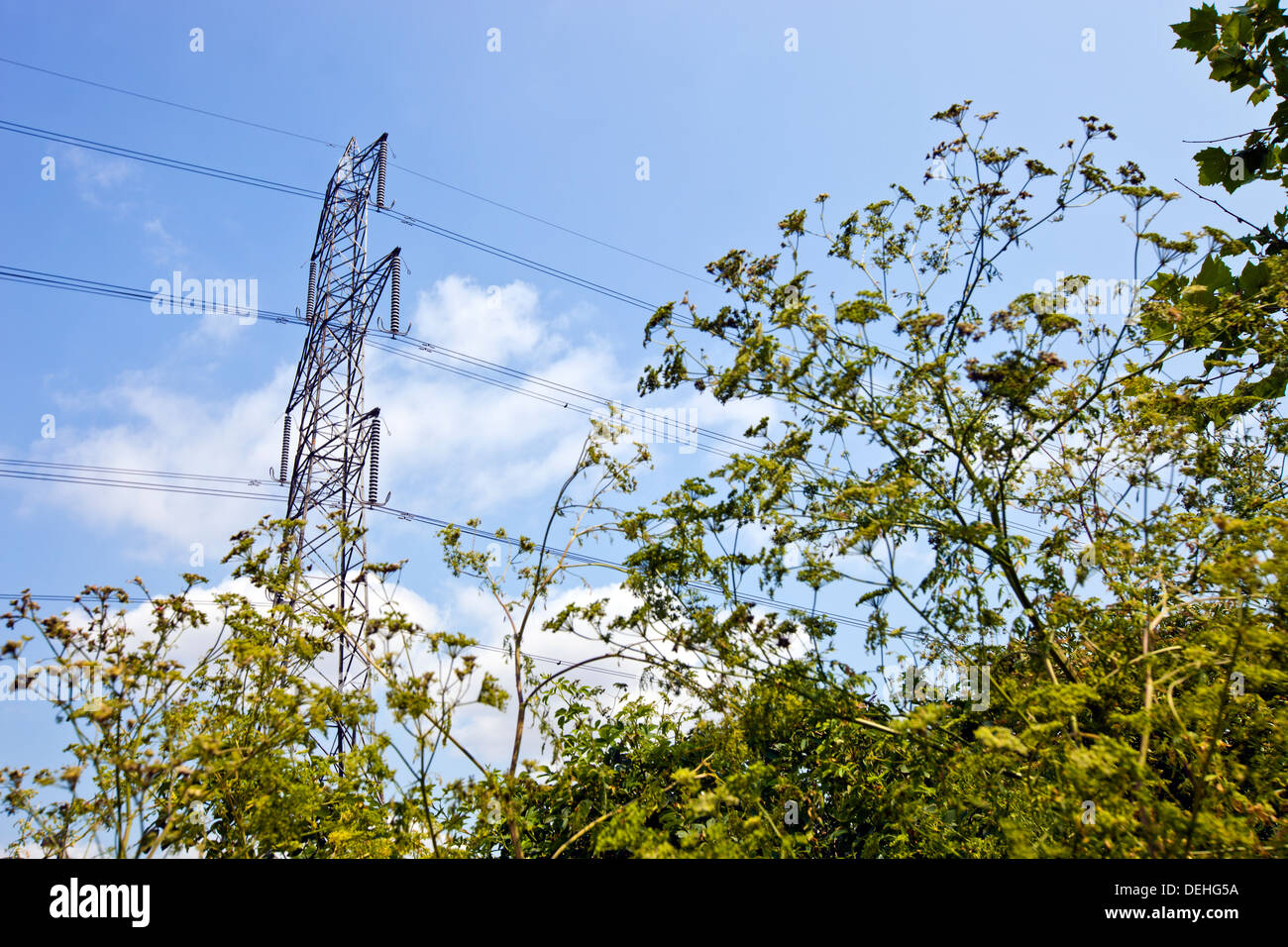 Electricity Pylon above trees Stock Photo - Alamy