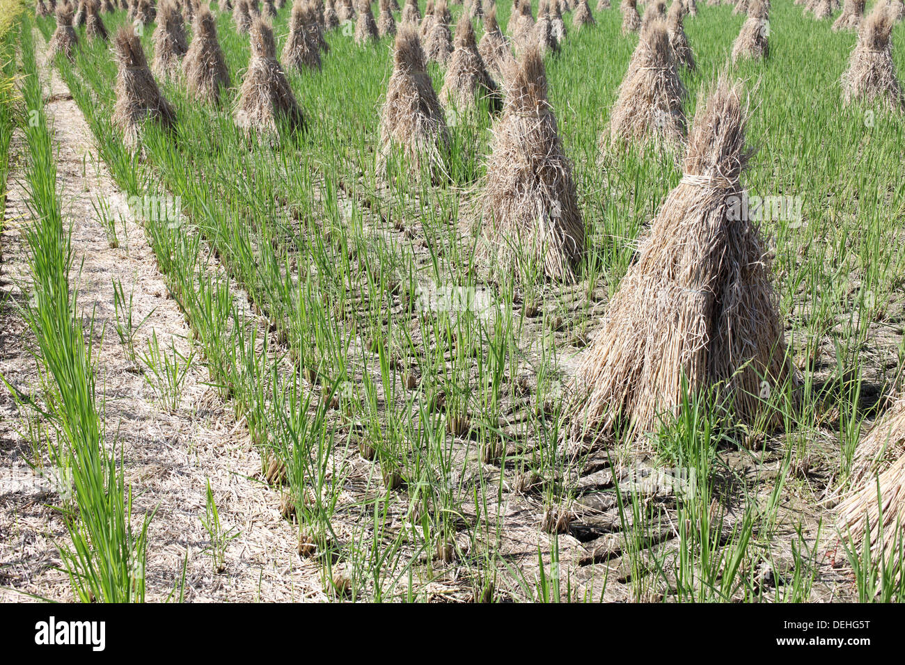 Rice field harvest hi-res stock photography and images - Alamy