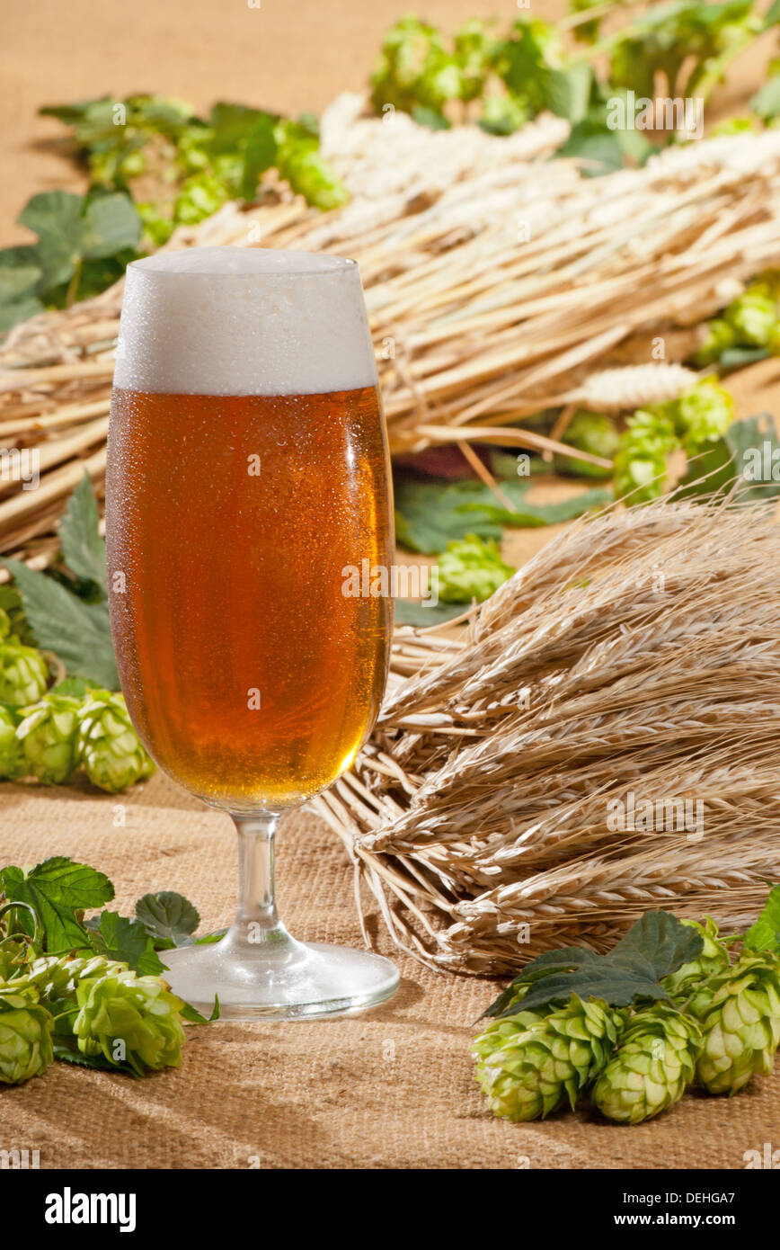 beer and raw material for beer production Stock Photo - Alamy