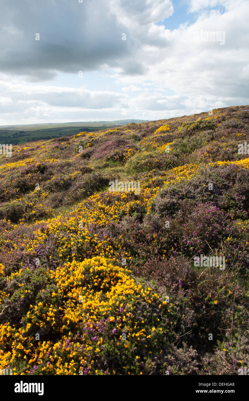 Western Gorse in bloom on side of Yar Tor, Dartmoor Stock Photo - Alamy